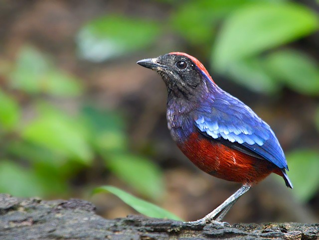 eBird Checklist - 16 Sep 2019 - Sungai Relau, Taman Negara National ...