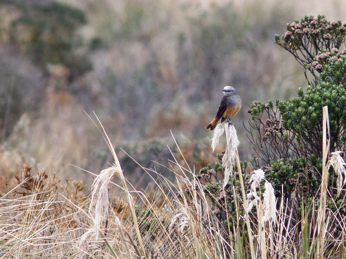 Photos - Red-rumped Bush-Tyrant - Cnemarchus erythropygius - Birds of ...
