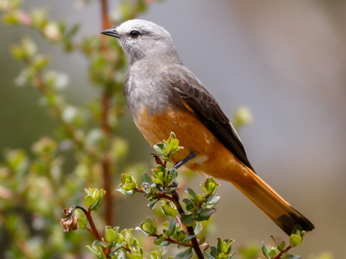 Photos - Red-rumped Bush-Tyrant - Cnemarchus erythropygius - Birds of ...