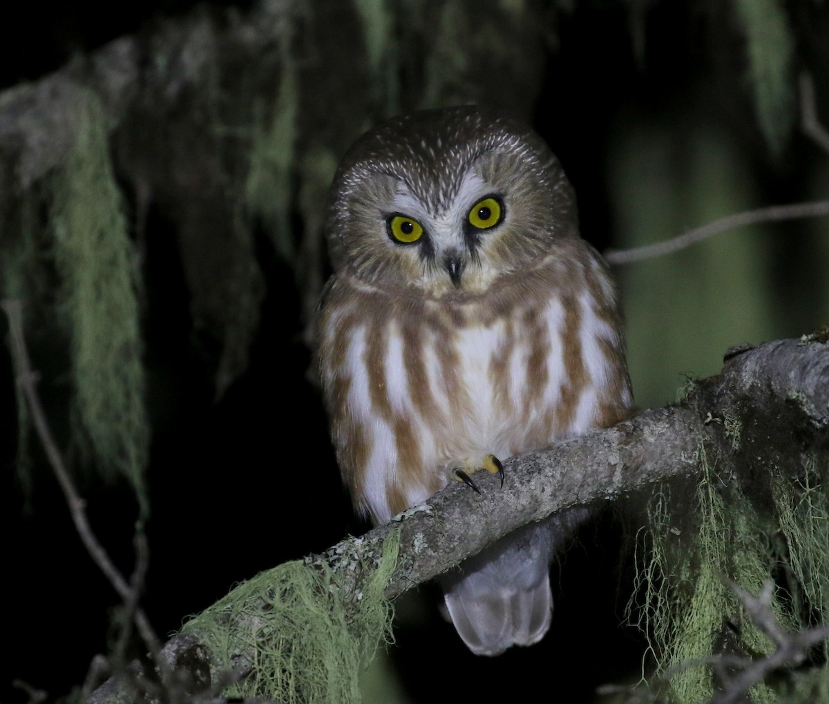 ML178822541 - Northern Saw-whet Owl - Macaulay Library