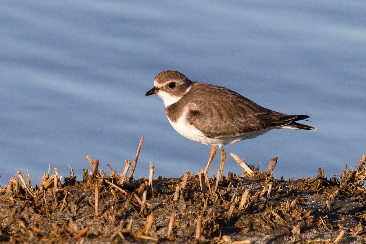 ML178852331 - Semipalmated Plover - Macaulay Library