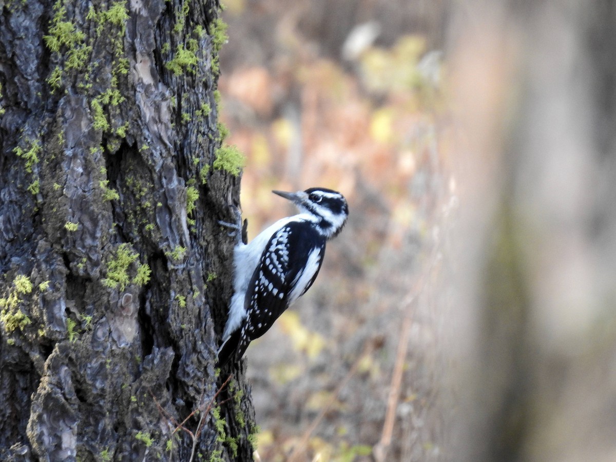 eBird Checklist - 26 Sep 2019 - 615 W Paradise Rd, Spokane US-WA (47. ...