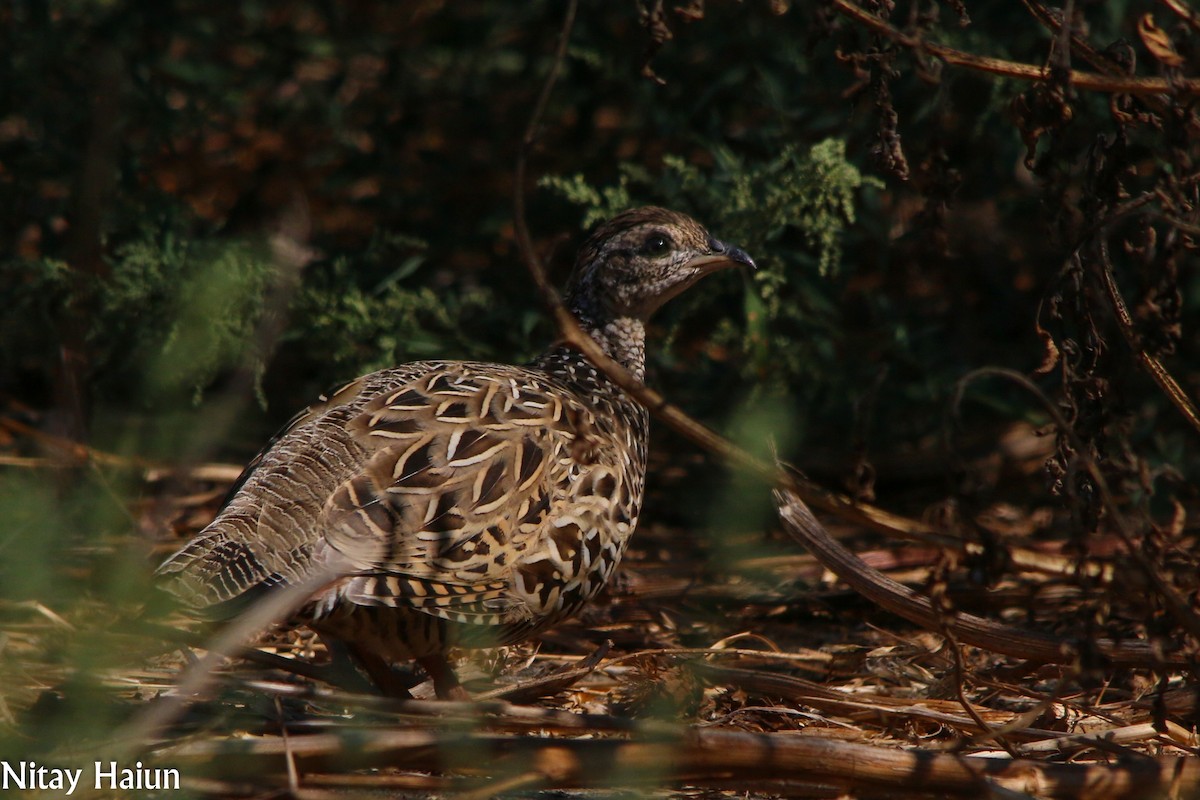 eBird Checklist - 26 Sep 2019 - Hula Valley--Lake Agmon אגמון החולה ...