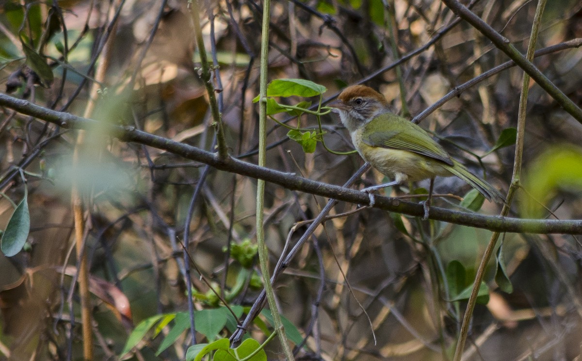 ML179118121 - Gray-eyed Greenlet - Macaulay Library
