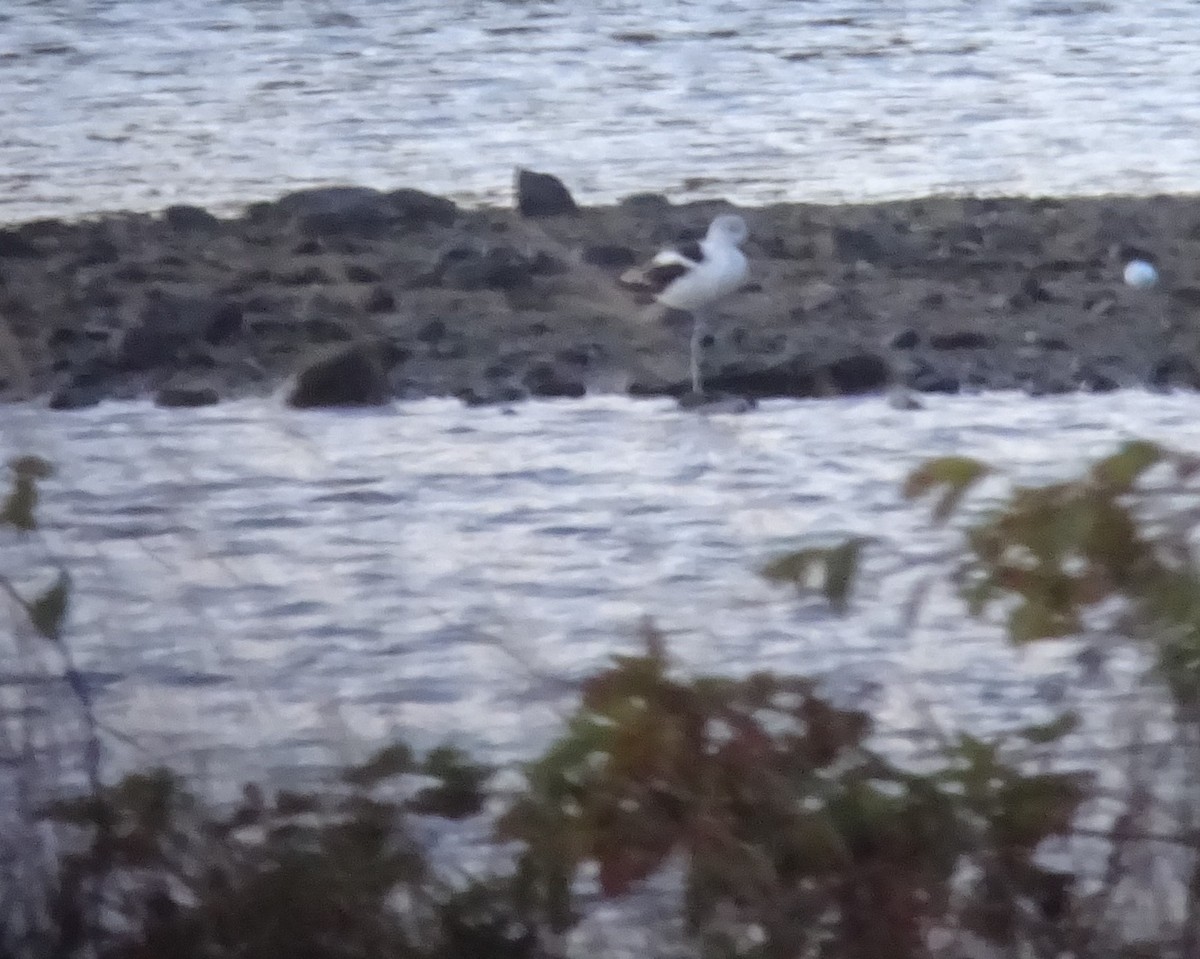 eBird Checklist - 27 Sep 2019 - Hartlen Point - 1 species