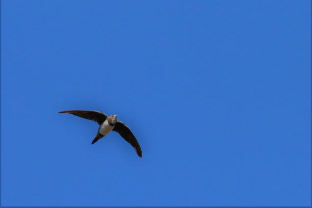 ML179345001 - Alpine Swift - Macaulay Library