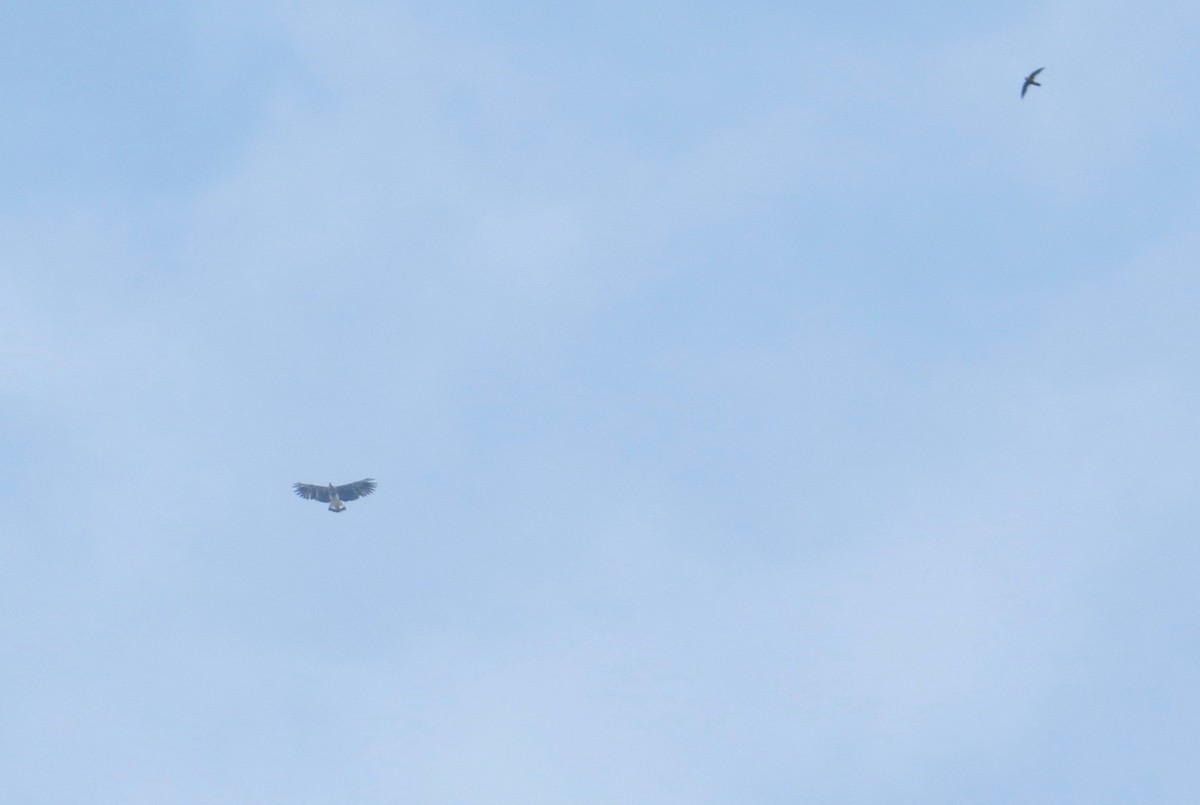 eBird Checklist - 28 Sep 2019 - Kranji Marsh - 68 species (+4 other taxa)