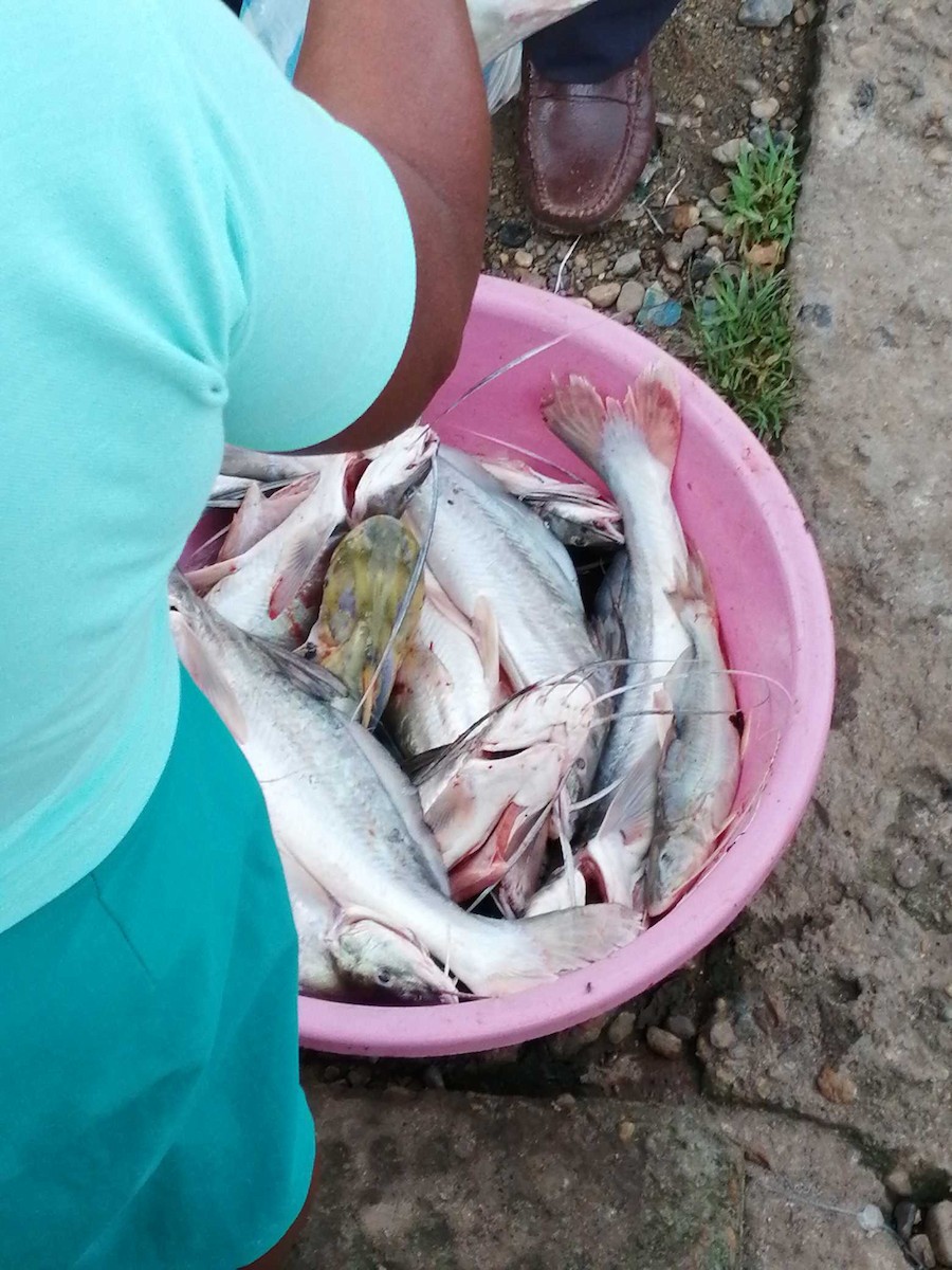 ML179848481 - Fish sp. - Macaulay Library