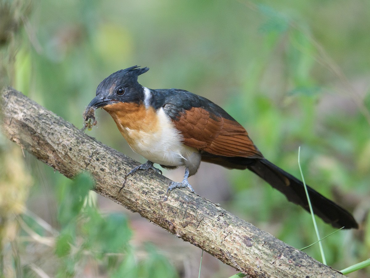 ML180008311 - Chestnut-winged Cuckoo - Macaulay Library