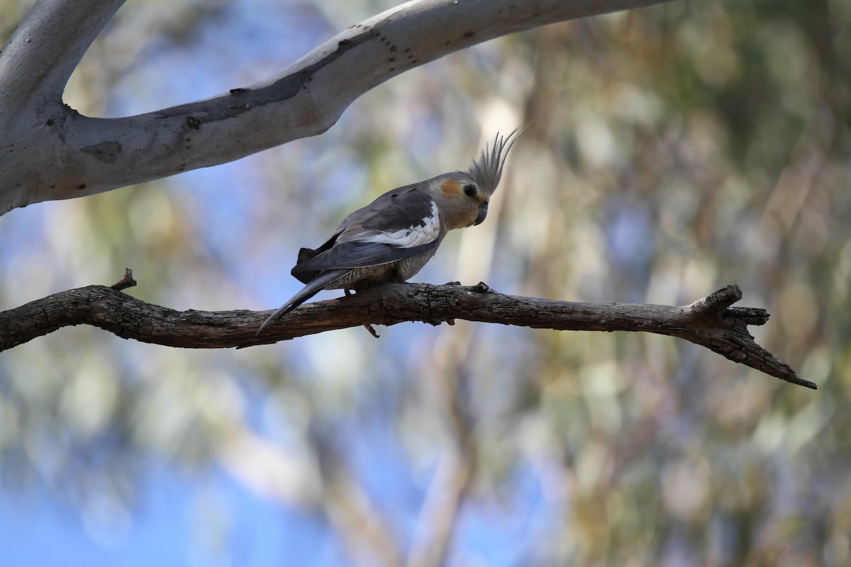 eBird Checklist - 3 Oct 2019 - Terrick Terrick National Park - 35 species