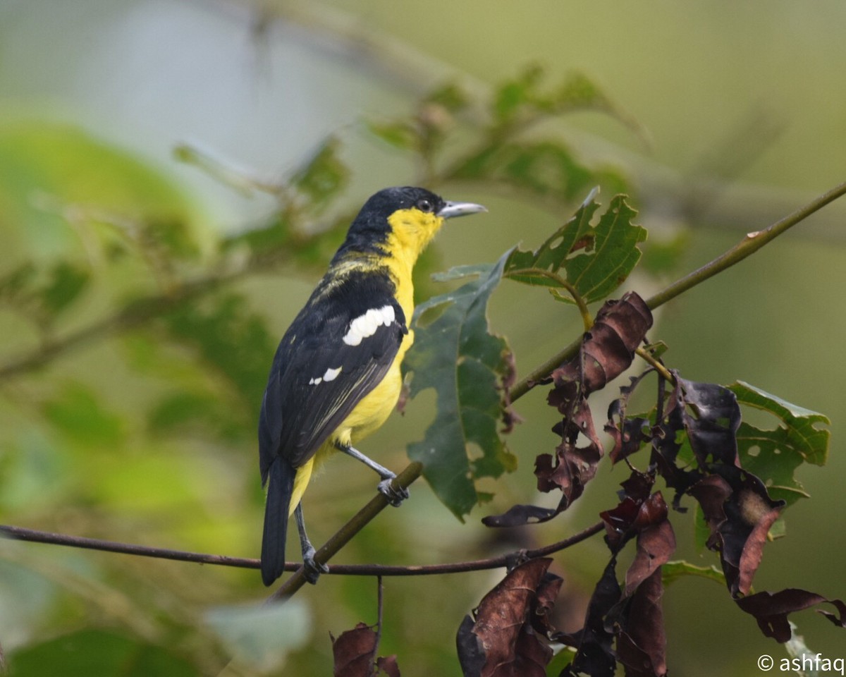 ML180648031 - Common Iora - Macaulay Library