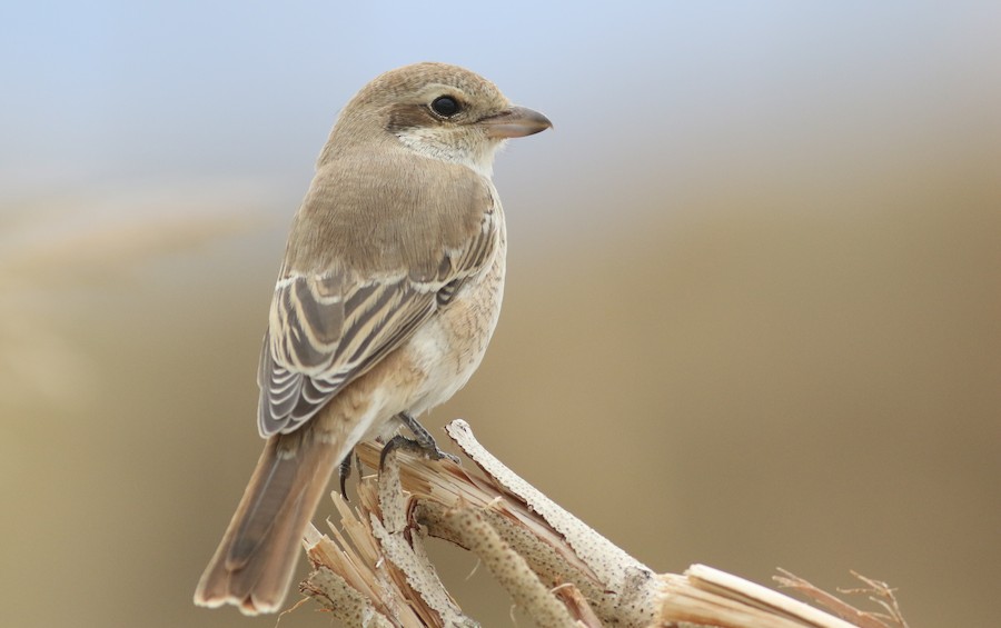 Alcaudón Isabel (isabellinus) - eBird
