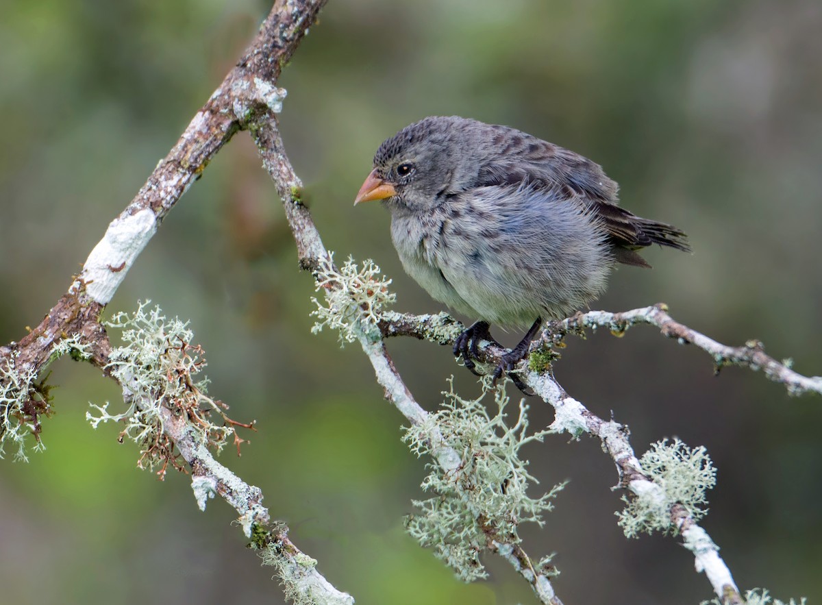 ML180934951 - Small Ground-Finch - Macaulay Library