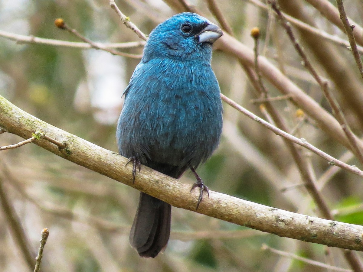 Glaucous-blue Grosbeak - Cyanoloxia glaucocaerulea - Birds of the World