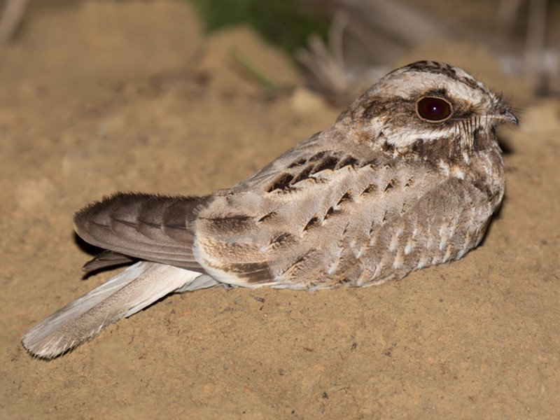 White-winged Nightjar - eBird