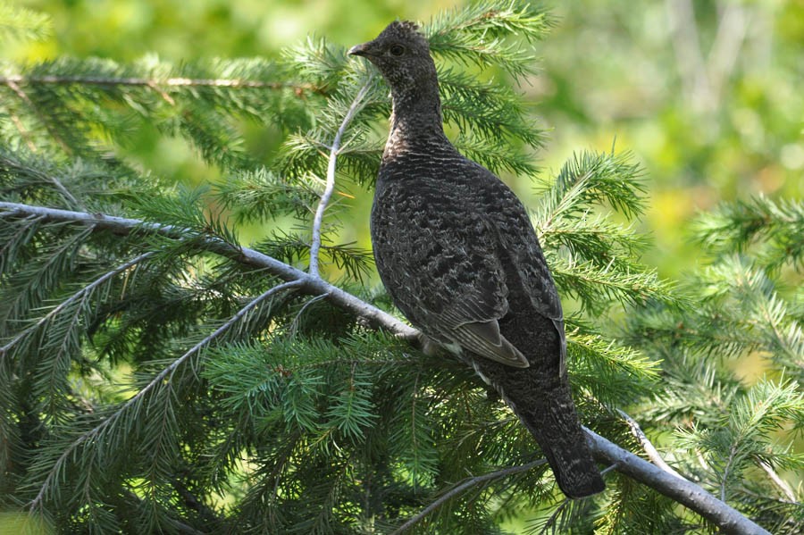ML181391791 - Dusky Grouse - Macaulay Library