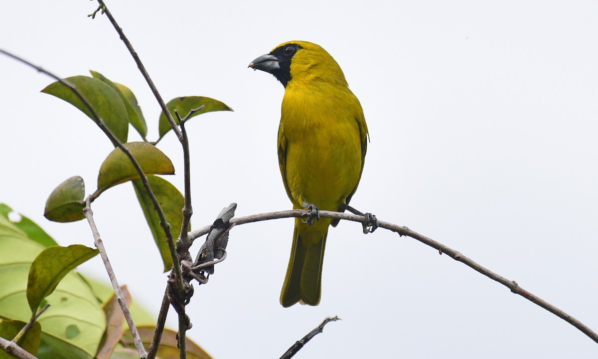 Yellow-green Grosbeak - Caryothraustes canadensis - Birds of the World