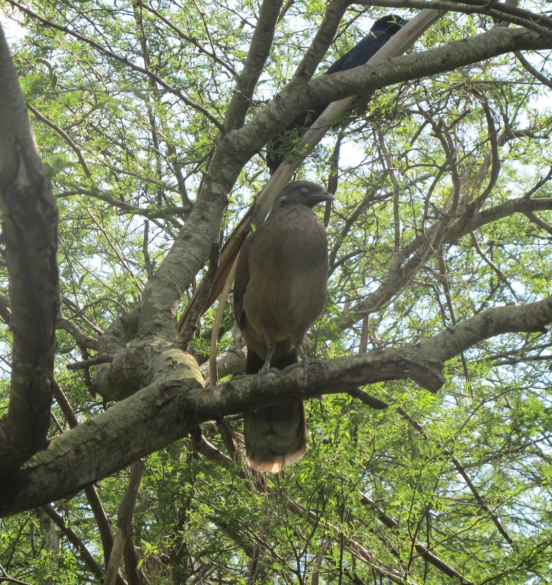 ML181597501 - Plain Chachalaca - Macaulay Library