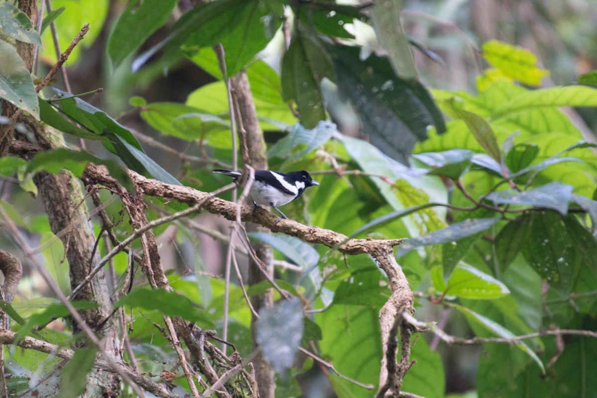 ML181615351 - Black-and-white Monarch - Macaulay Library