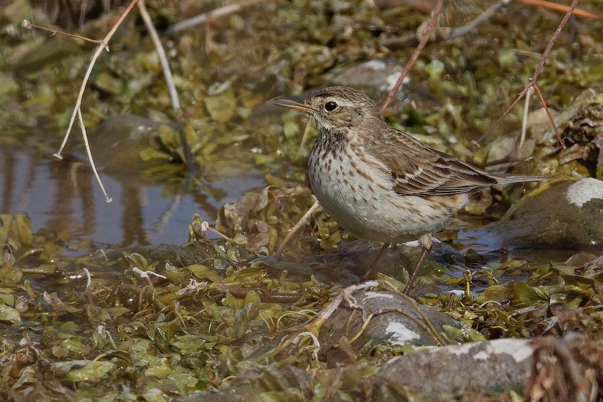 ML181627501 - Water Pipit - Macaulay Library