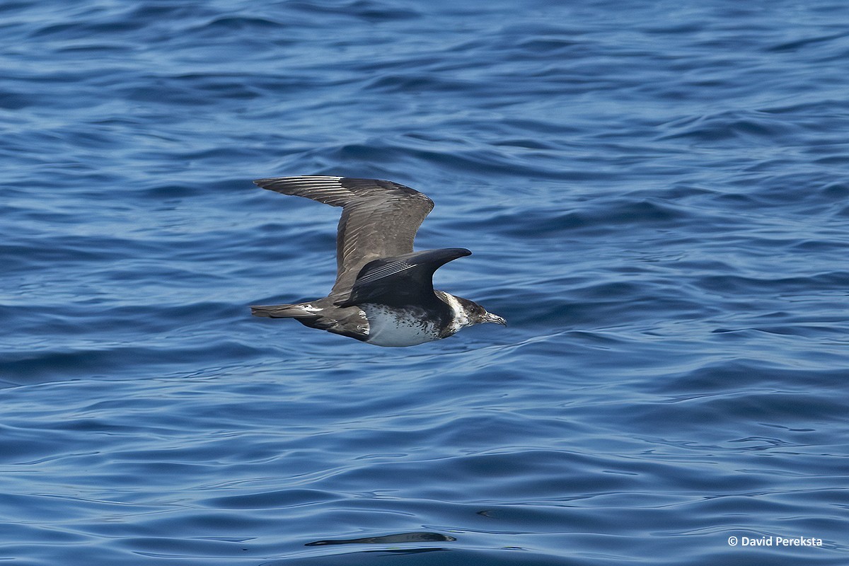 eBird Checklist - 5 Oct 2019 - Offshore--Anacapa Island vicinity (VEN ...