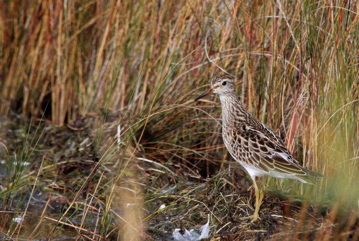 eBird Checklist - 14 Oct 2019 - Goosewing Beach Preserve & Quicksand ...