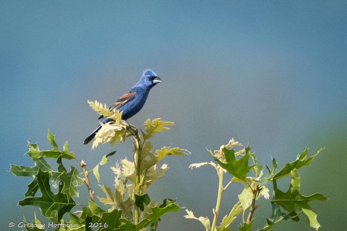 ML182164751 - Blue Grosbeak - Macaulay Library