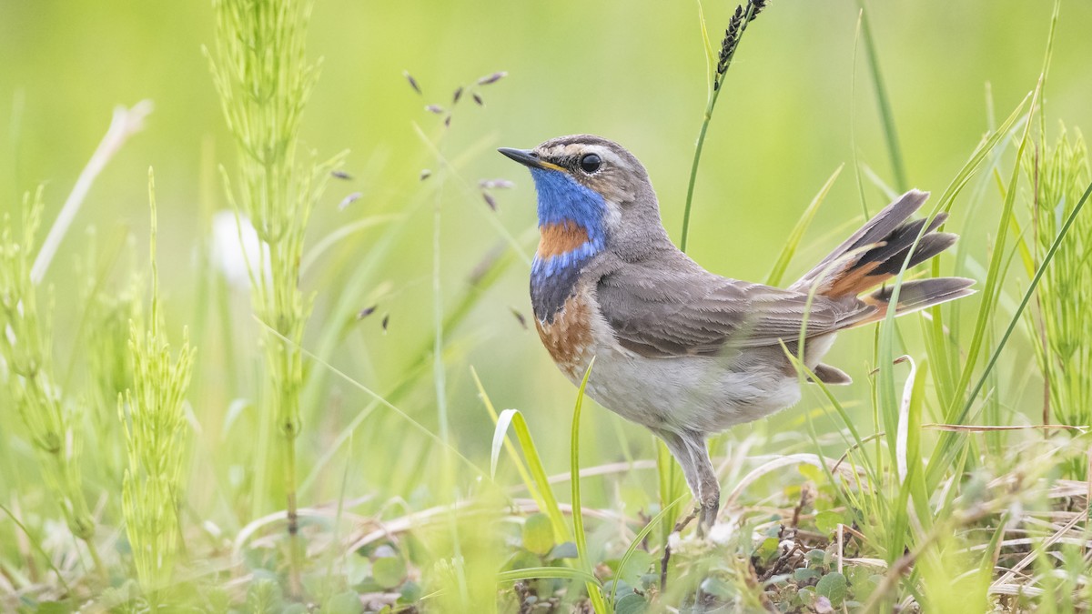 ML182455651 - Bluethroat - Macaulay Library