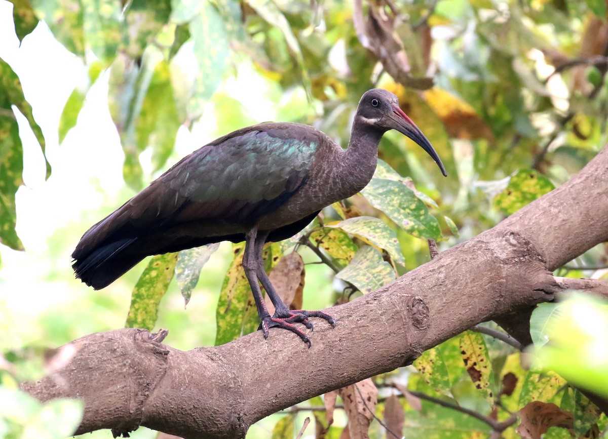 ML182558481 - Hadada Ibis - Macaulay Library