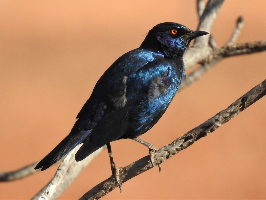 Lamprotornis sp. - eBird