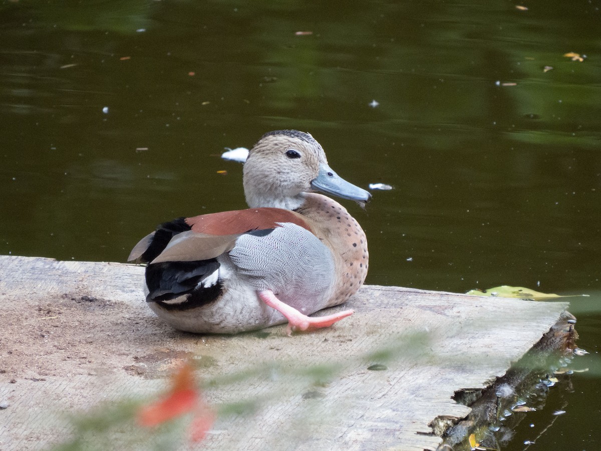 ML182818951 - Ringed Teal - Macaulay Library