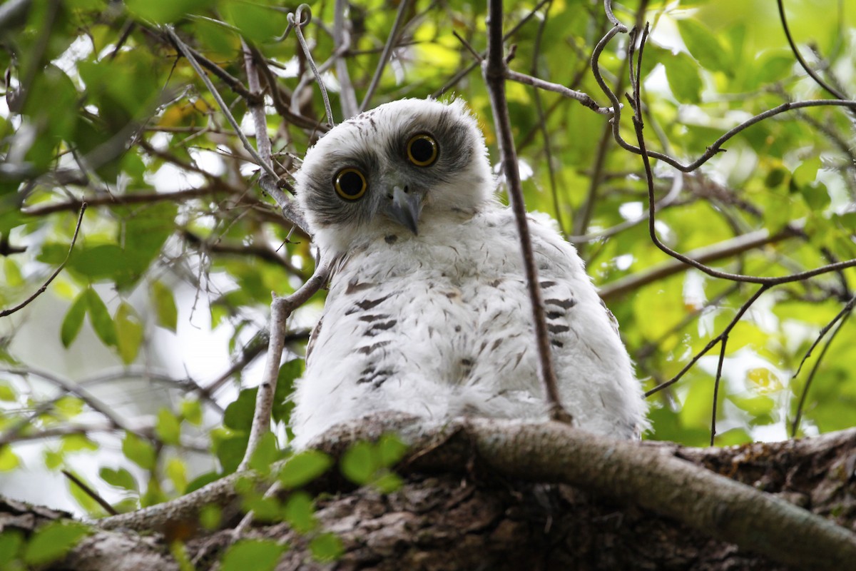 eBird Checklist - 19 Oct 2019 - Mt Coot-tha Reserve--JC Slaughter Falls ...