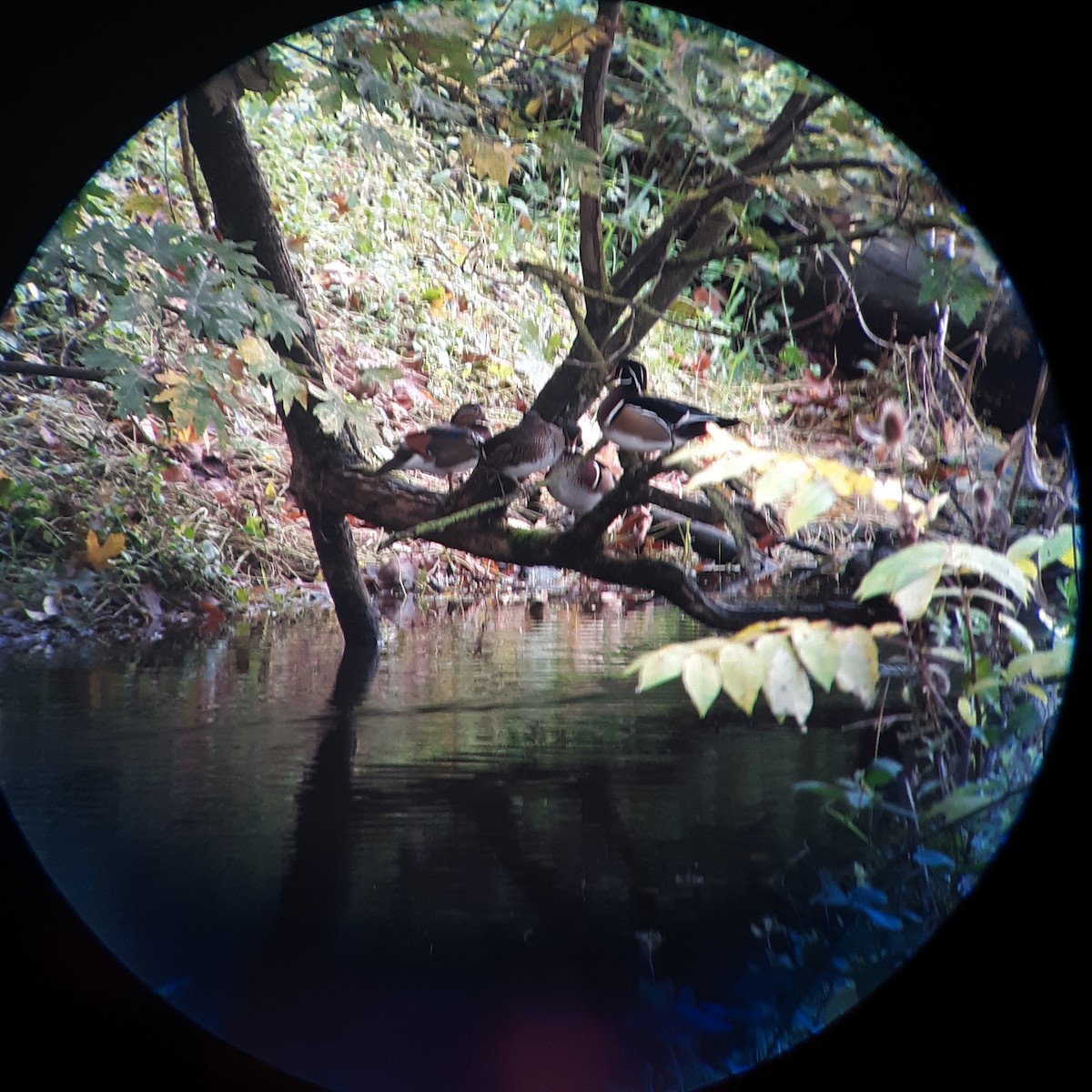 eBird Checklist - 19 Oct 2019 - Canby Community Park - 18 species