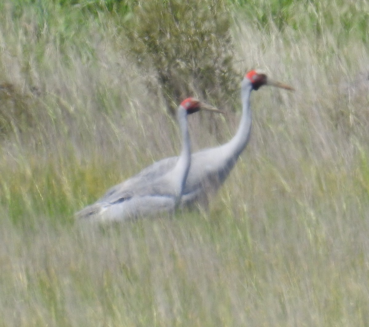 eBird Checklist - 19 Oct 2019 - Lake Goldsmith Wildlife Reserve ...