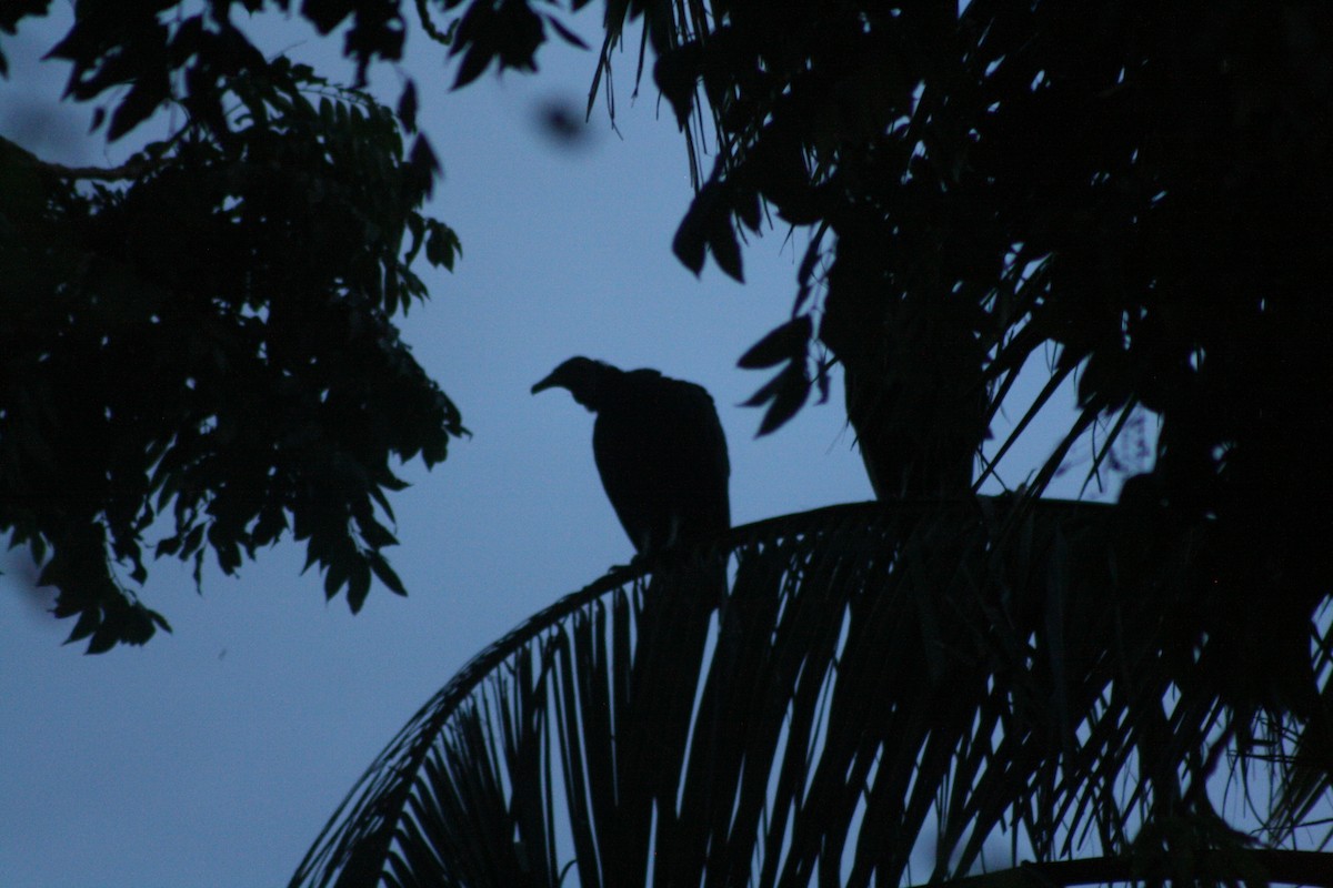 eBird Checklist - 19 Oct 2019 - Ángel R. Cabada - 5 species