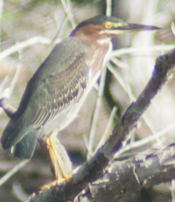 eBird Checklist - 20 Oct 2019 - Linda S. Castro Nature Sanctuary - 12 ...