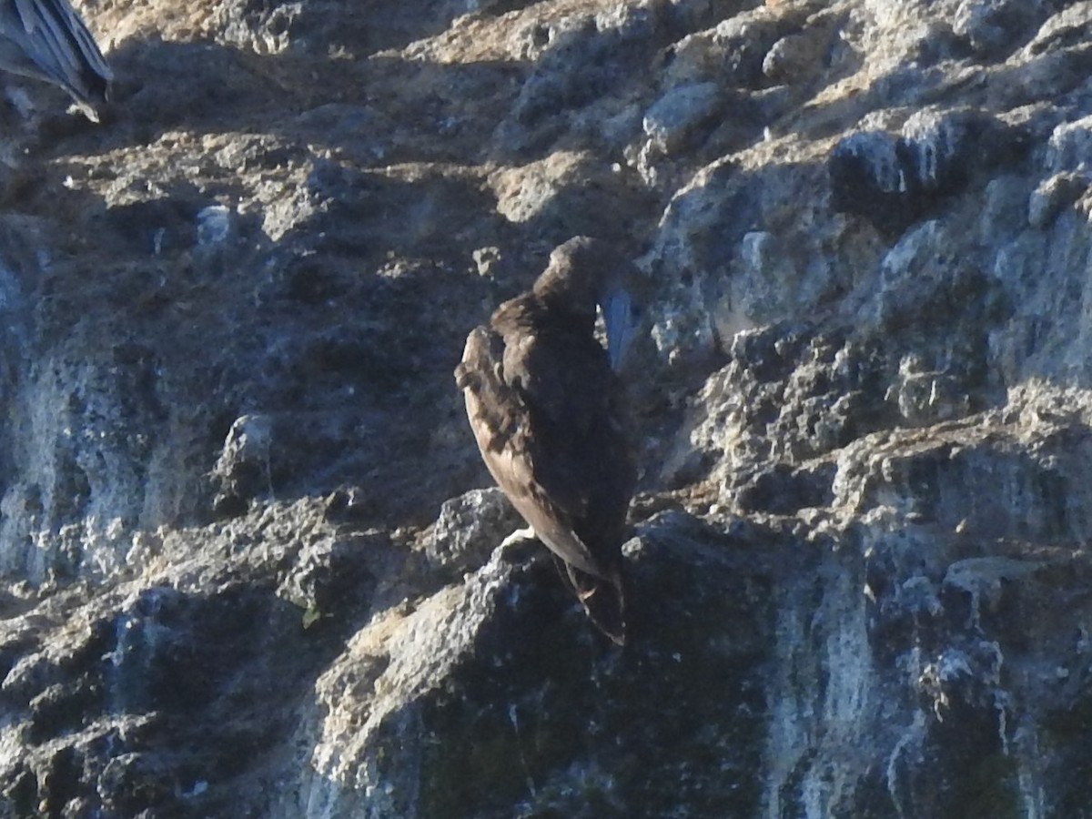 eBird Checklist - 5 Oct 2019 - Anacapa Island--public access (VEN Co ...