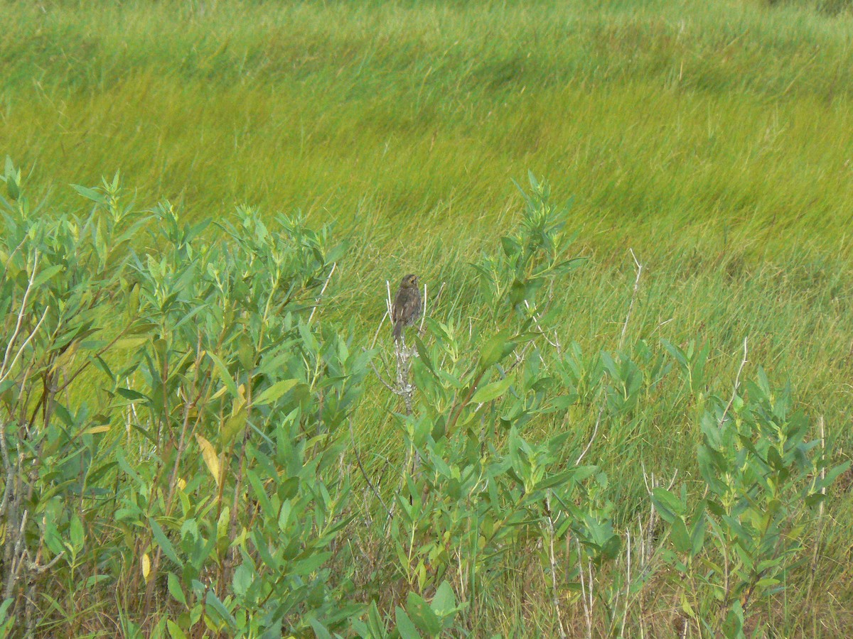 ML183681501 - Saltmarsh Sparrow - Macaulay Library