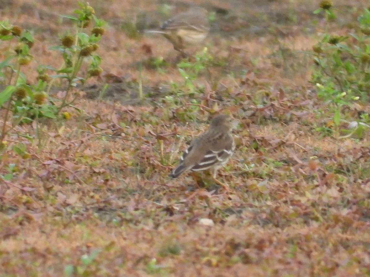 eBird Checklist - 22 Oct 2019 - Rooster Rock SP - 26 species (+1 other ...