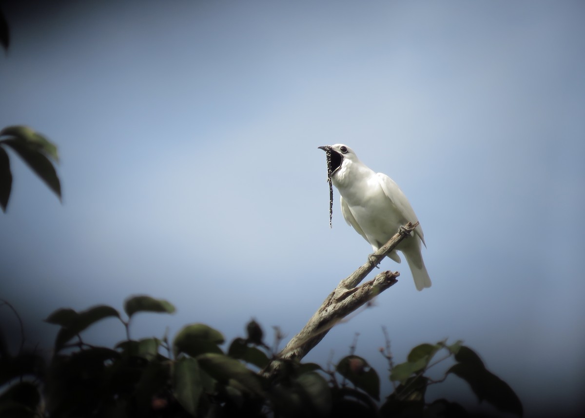 ML183775831 - White Bellbird - Macaulay Library