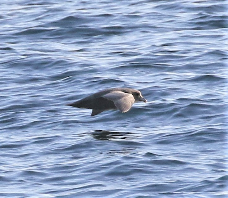 eBird Checklist - 5 Oct 2019 - West Santa Monica Basin - 10 species