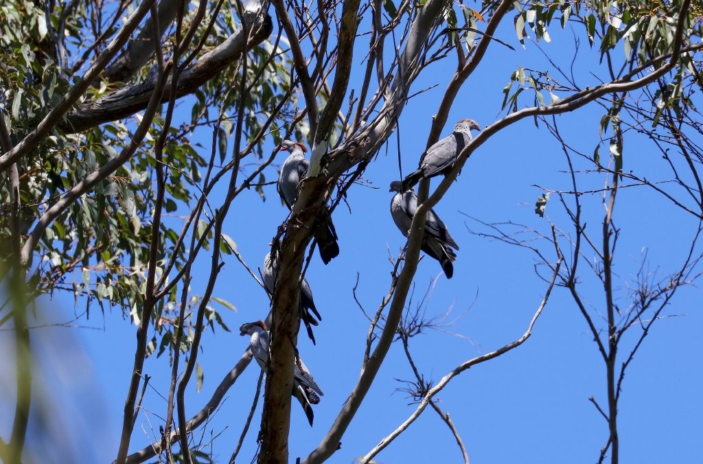 eBird Checklist - 20 Oct 2019 - Royal National Park--Wattle Forest - 17 ...
