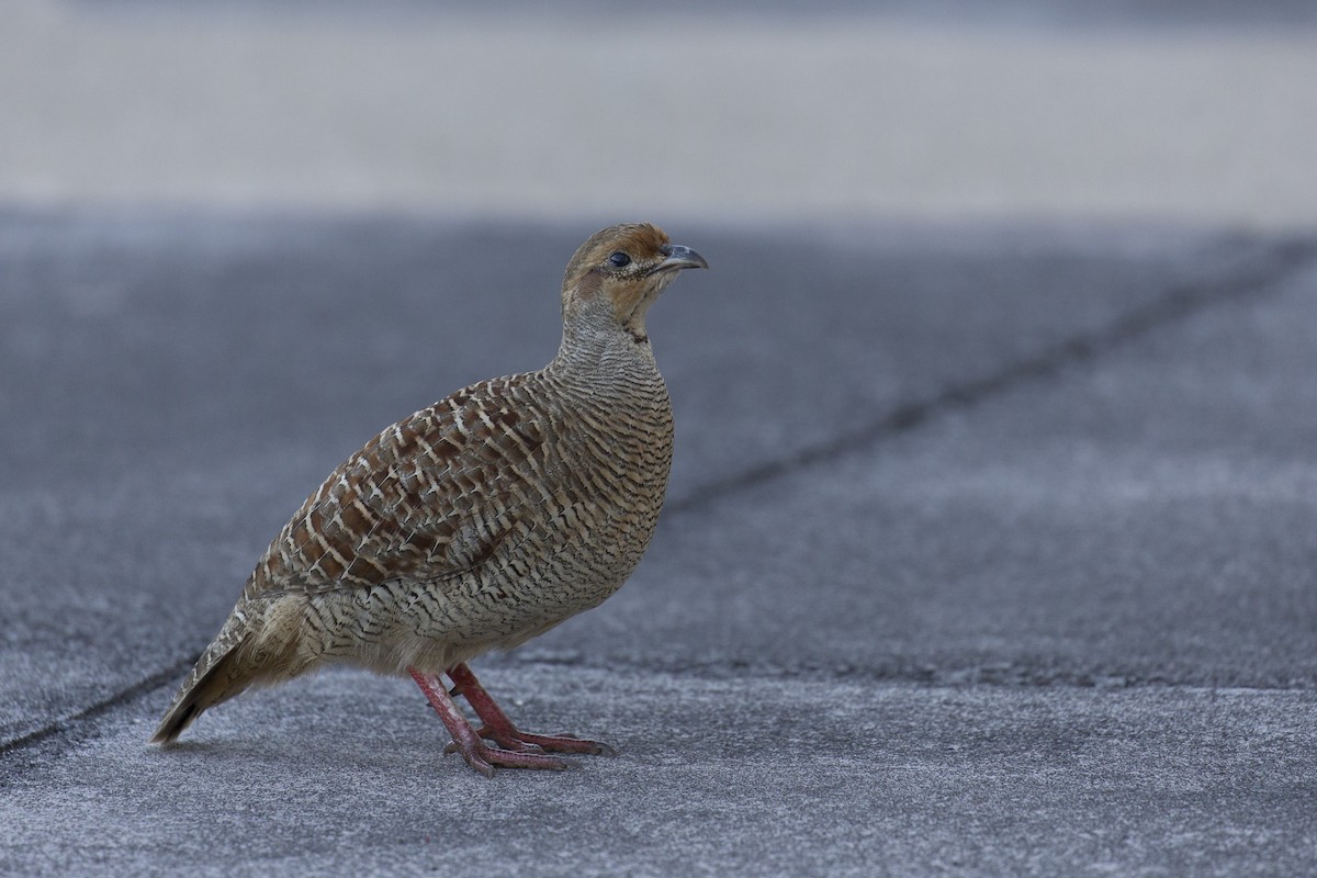 ML184073571 - Gray Francolin - Macaulay Library