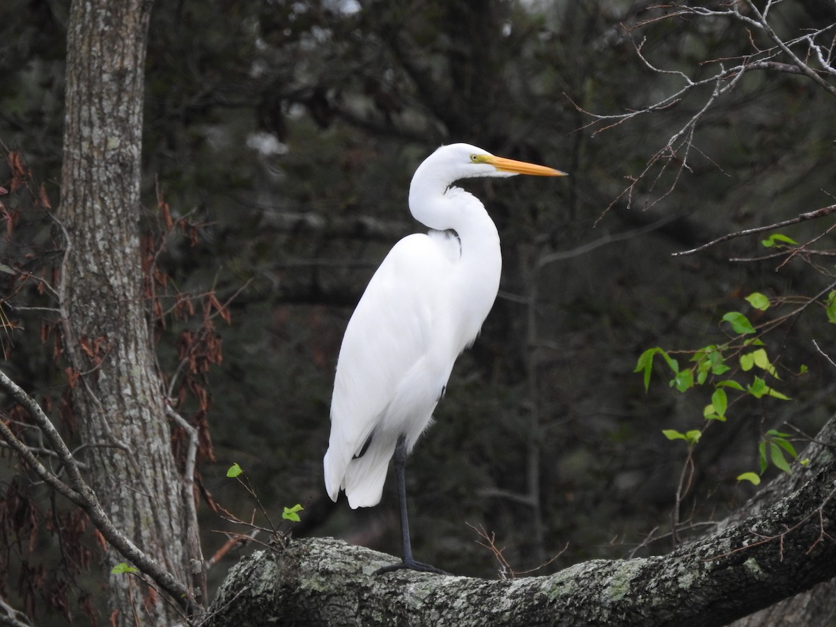 eBird Checklist - 16 Oct 2019 - Mattamuskeet NWR--Lake Landing - 9 ...