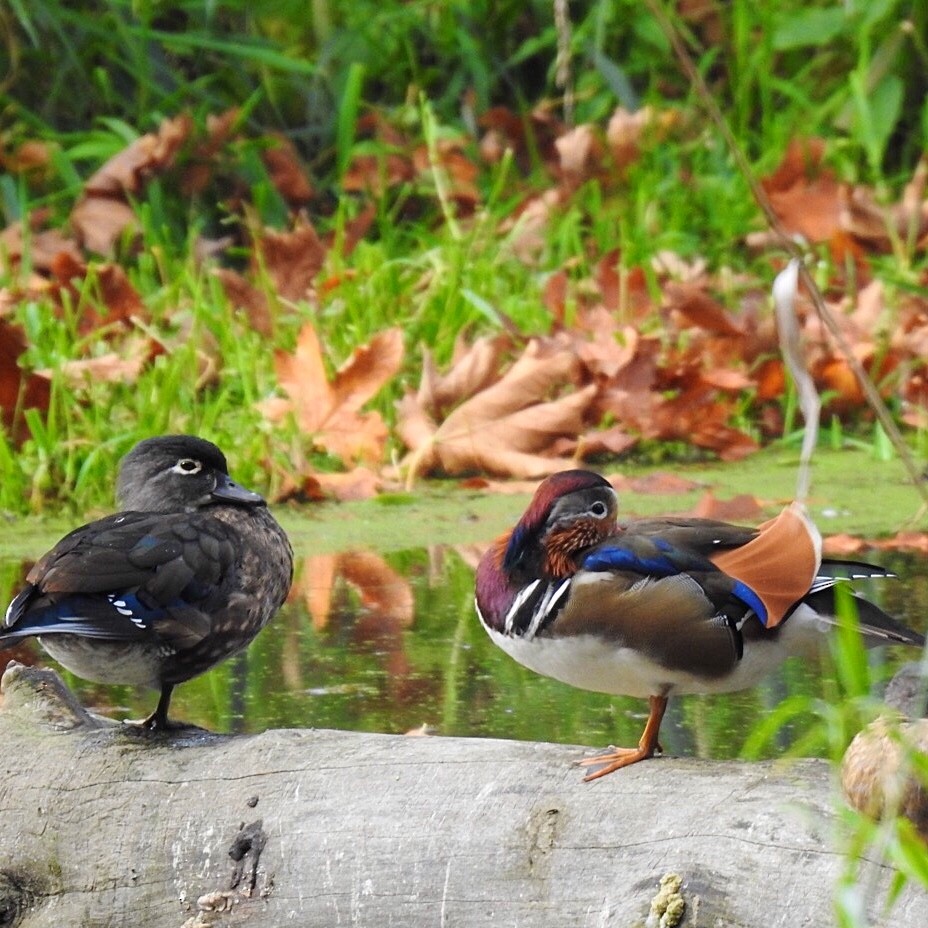 eBird Checklist - 25 Oct 2019 - Canby Community Park - 24 species (+1 ...