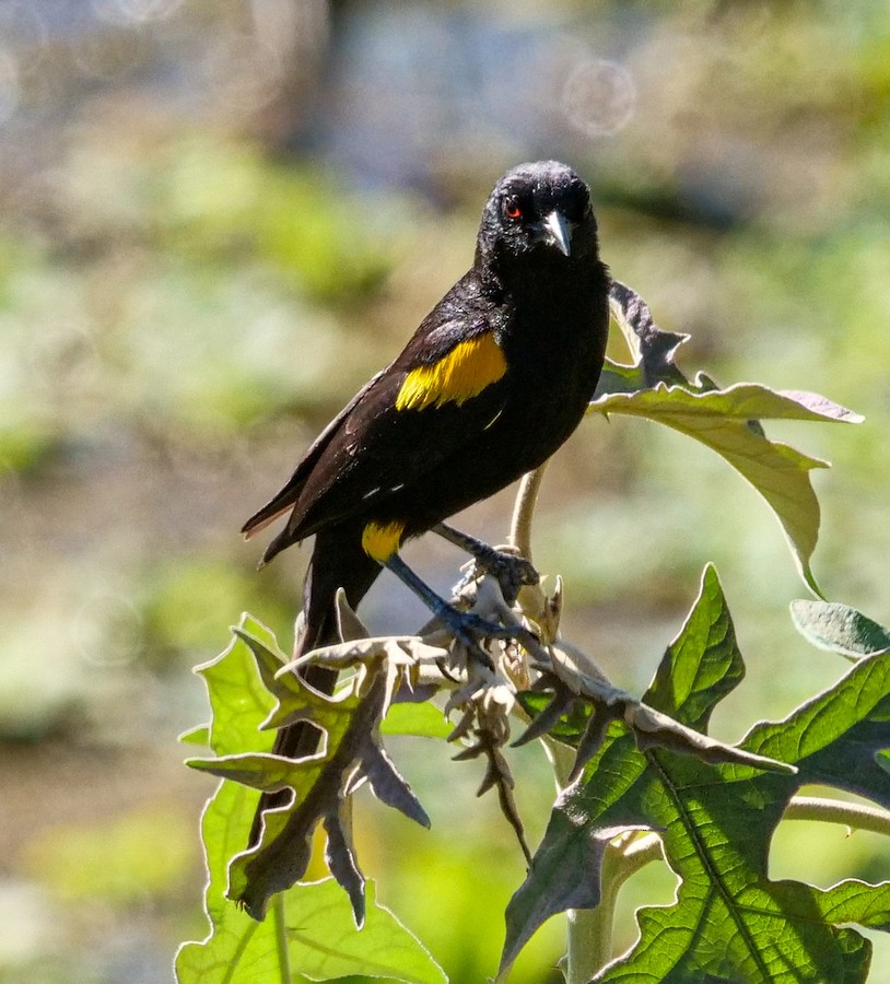 Variable Oriole (Yellow-shouldered) - eBird