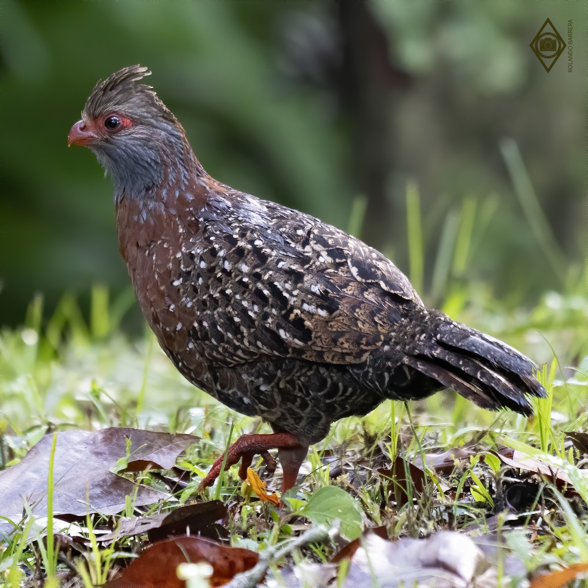 ML184661831 - Bearded Wood-Partridge - Macaulay Library