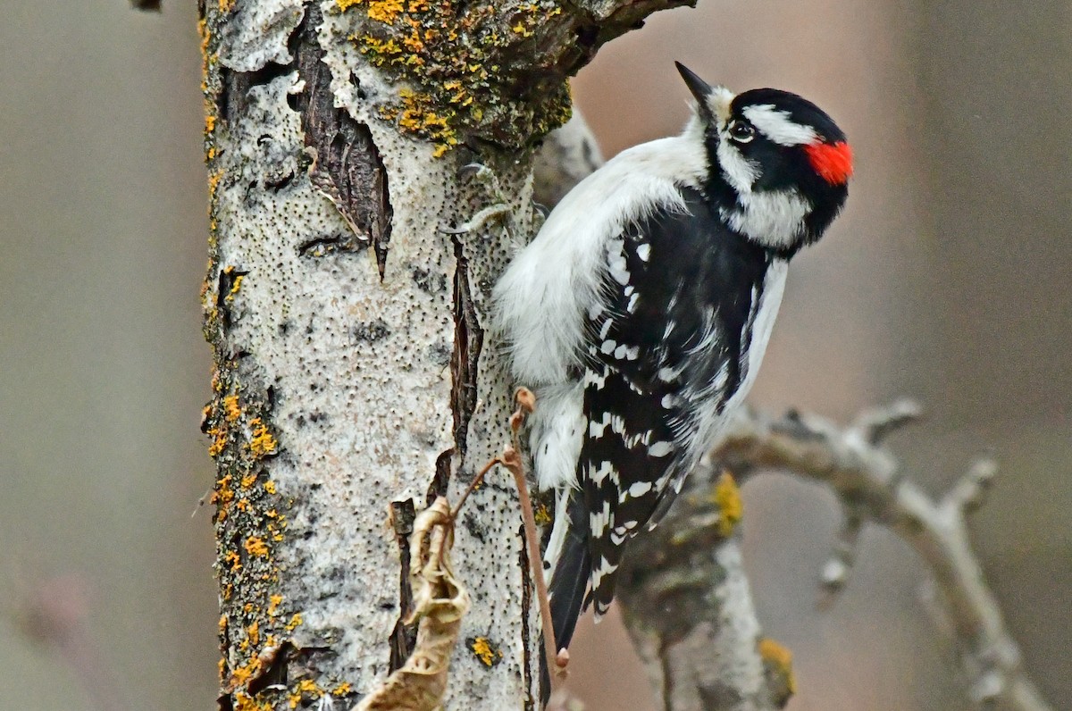 eBird Checklist - 28 Oct 2019 - Edmonton--Whitemud Park - 17 species