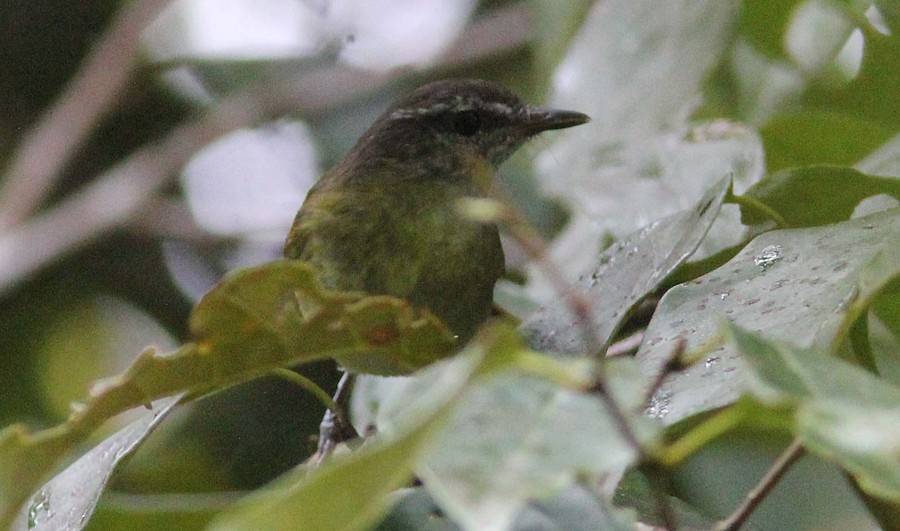 Island Leaf Warbler (Peleng) - eBird