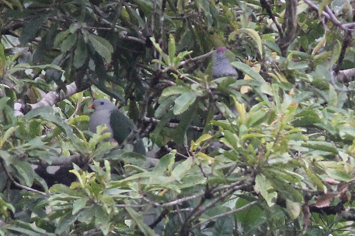 eBird Checklist - 5 Dec 2011 - Peleng - 21 species